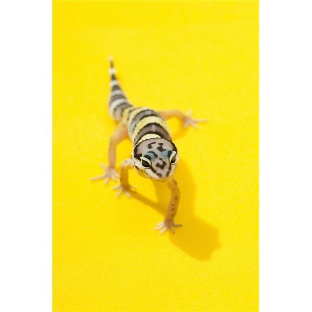 Baby Leopard Gecko Poster Print - Walmart.com