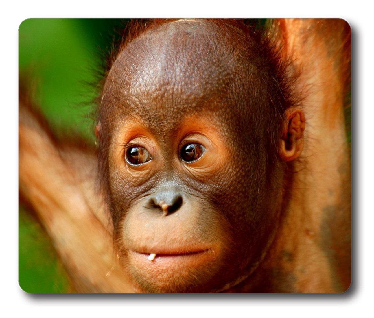Baby Orangutan ape monkey animals Mouse pads Gaming Mouse Pad 9.84x7.87 ...