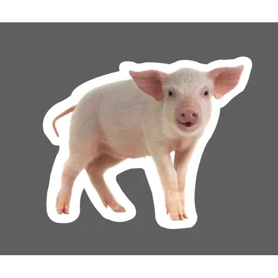 Baby Pig Sticker Realistic Waterproof Sticker Phone Decal Water Bottle ...