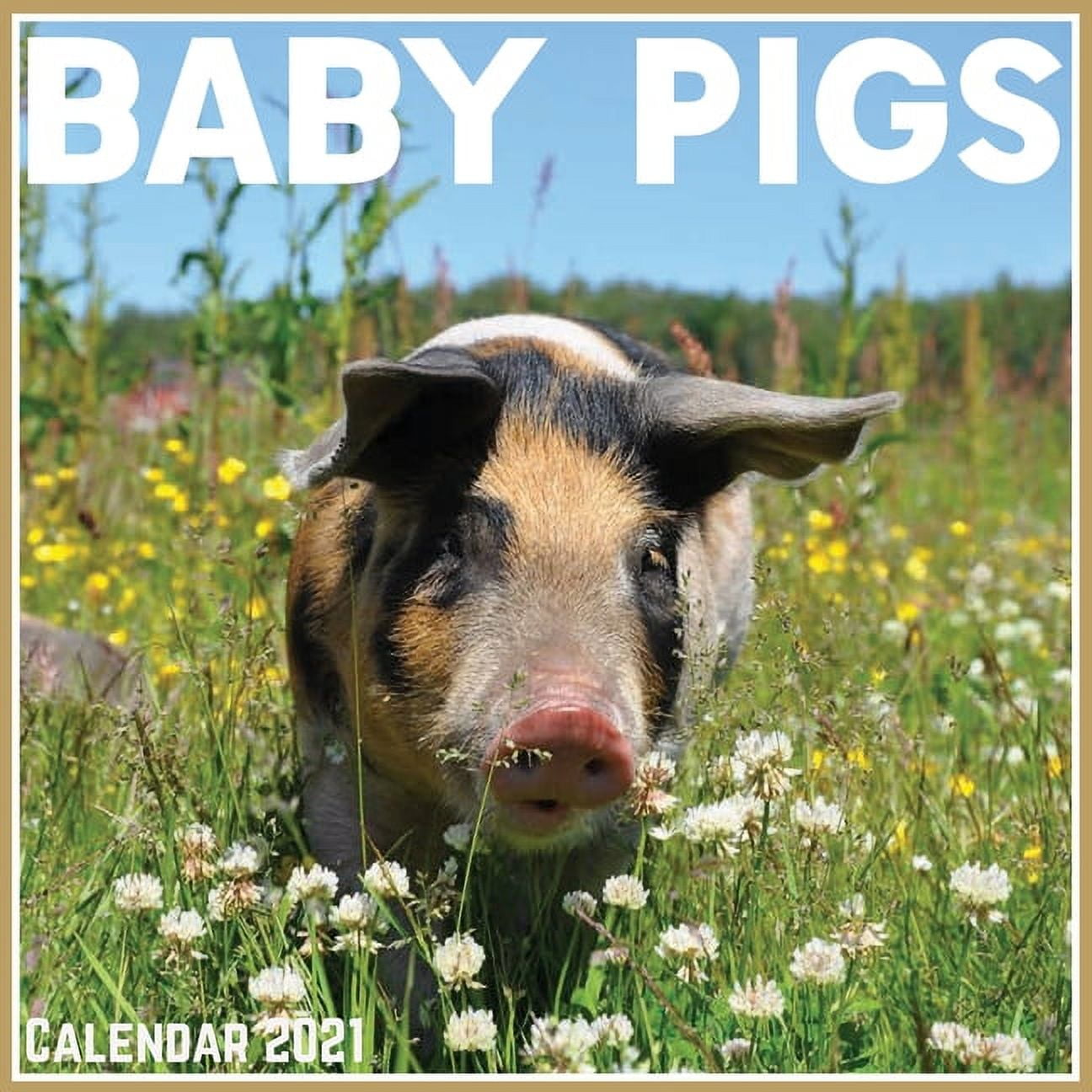 Baby Pigs Calendar 2021 : Official Baby Pigs Calendar 2021, 12 Months ...