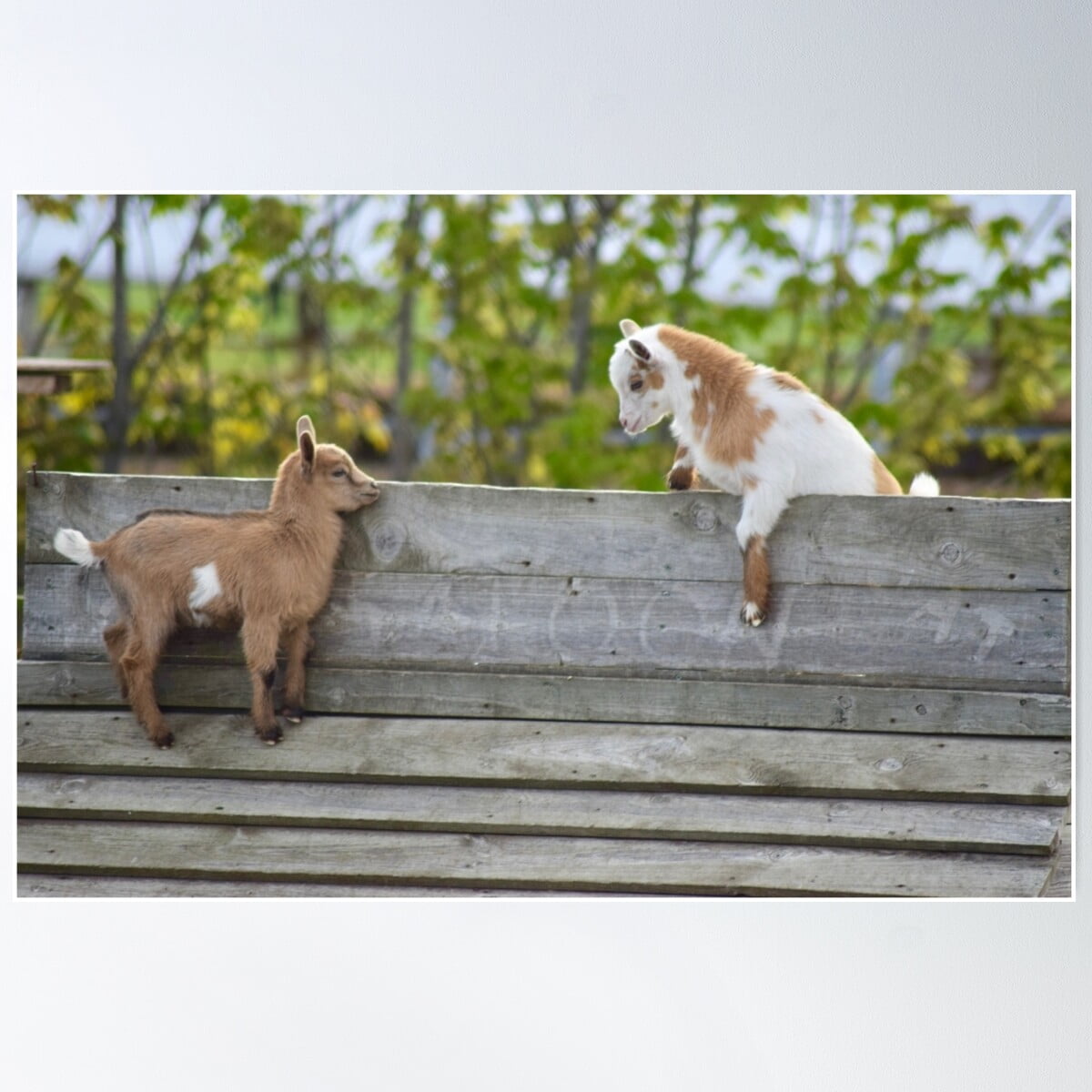 Baby Pygmy Goat Kids Playing On A Goat House Poster Wall Art, Modern ...