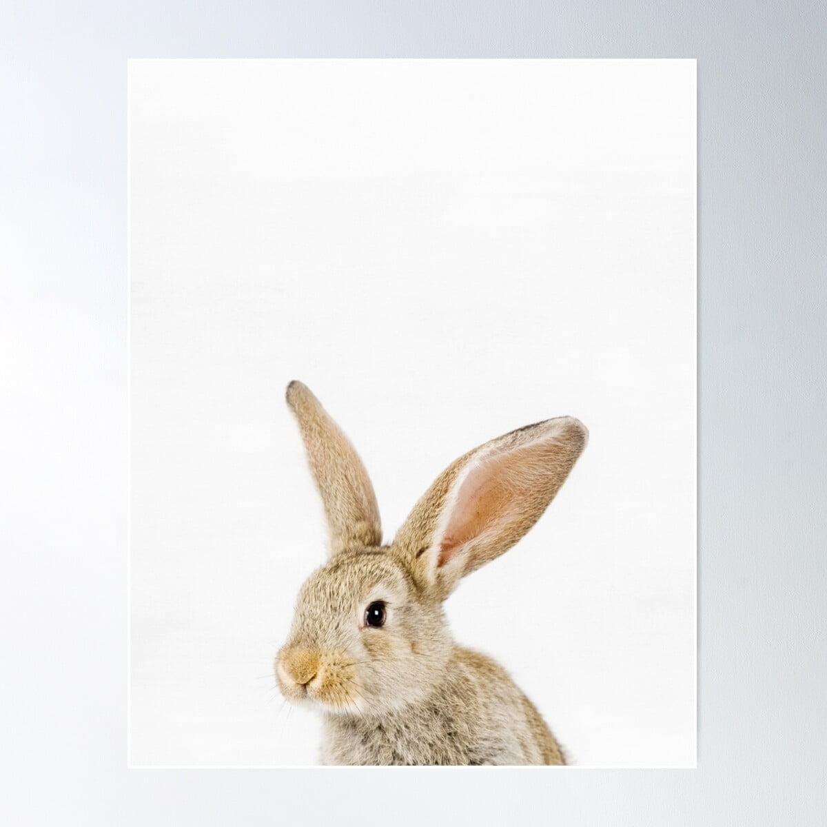 Baby Rabbit Print, Nursery, Animal, Bunny, Modern Wall Decor, Woodland ...