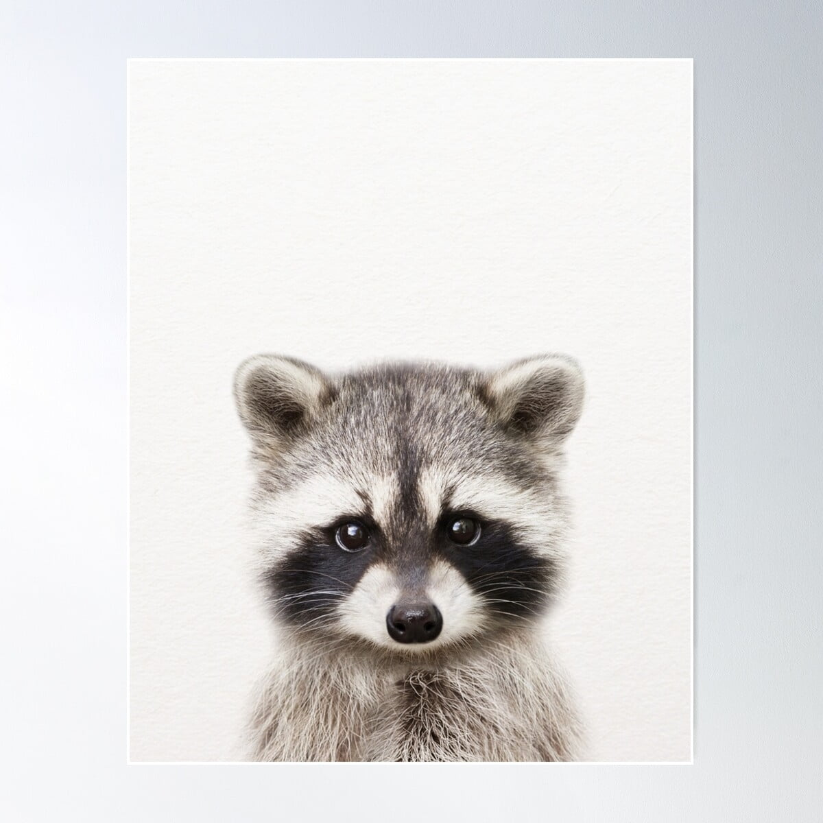 Baby Raccoon, Baby Animals Art Print By Synplus Poster Wall Art, Modern ...