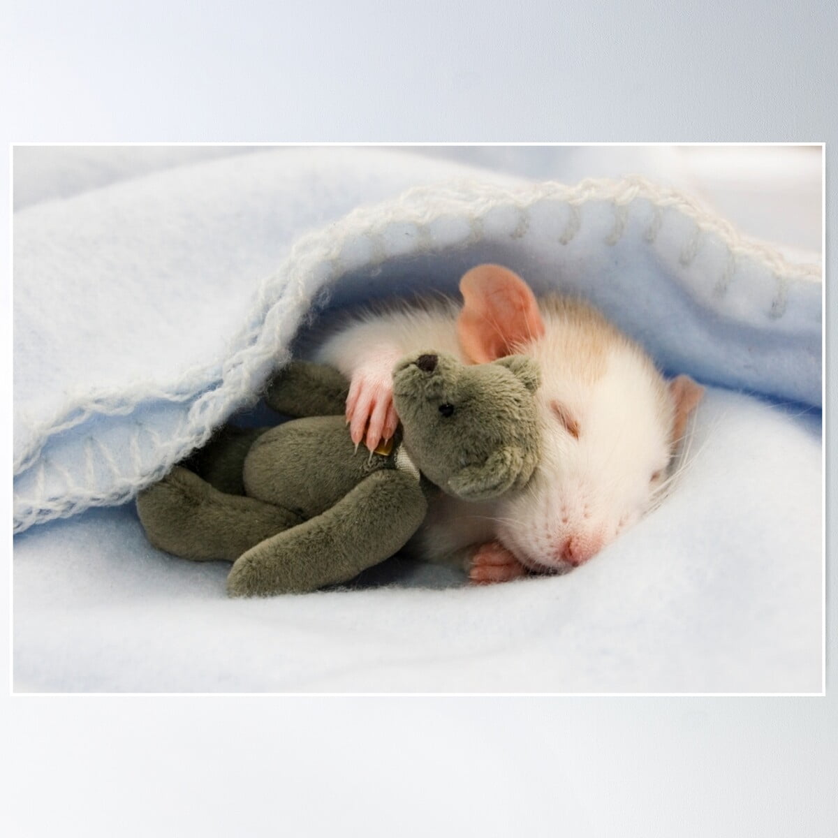 Baby Rat With Teddy Poster Wall Art, Modern Wall Decor For Living Room ...