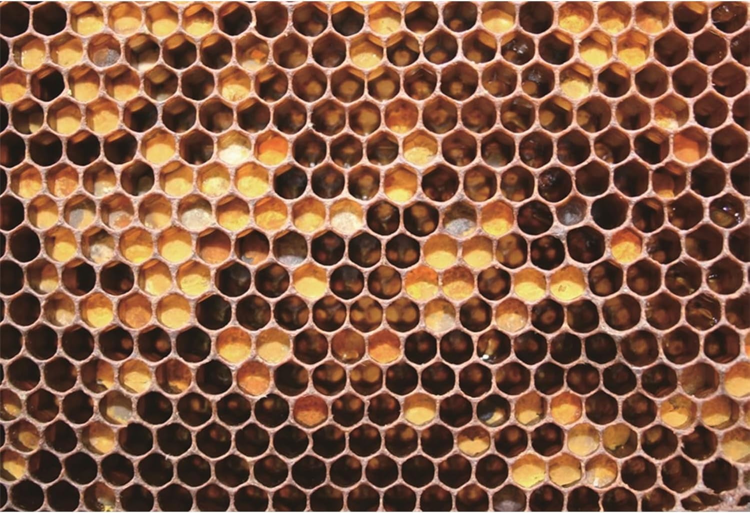 Baby Shower Backdrop Apiary Honeycomb Bee Nest Beehive Backdrop ...