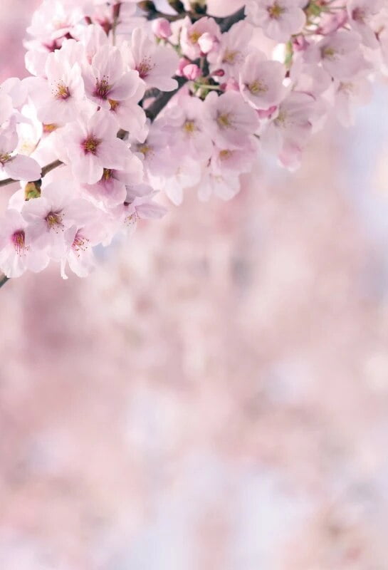 Baby Shower Photozone Faded Flowers Blossom Newborn Kids Portrait Photo ...