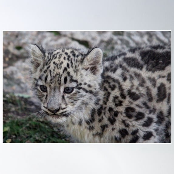 Baby Snow Leo.Pard Poster Wall Art Modern Wall Decor For Living Room ...