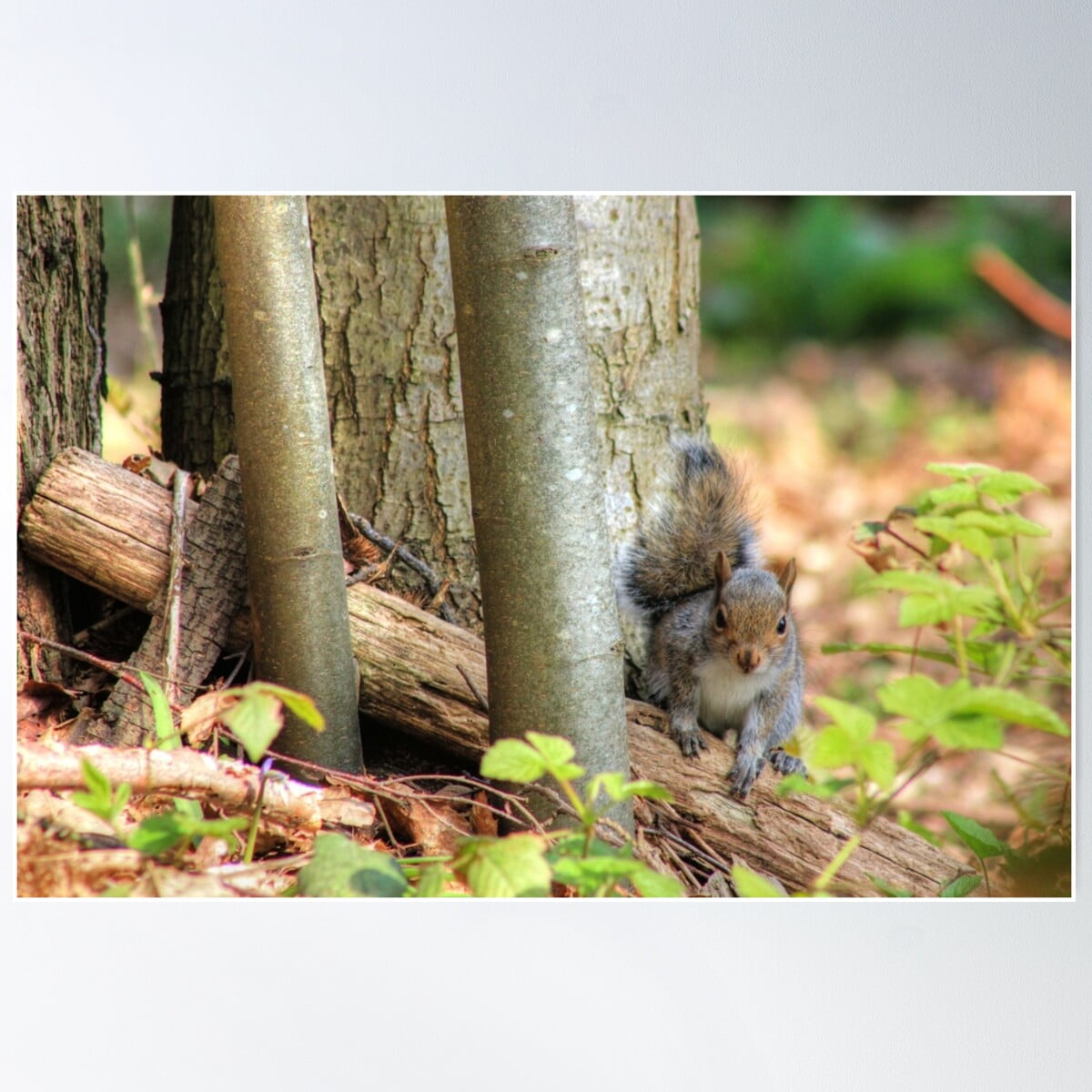 Baby Squirrel Poster Wall Art, Modern Wall Decor For Living Room ...