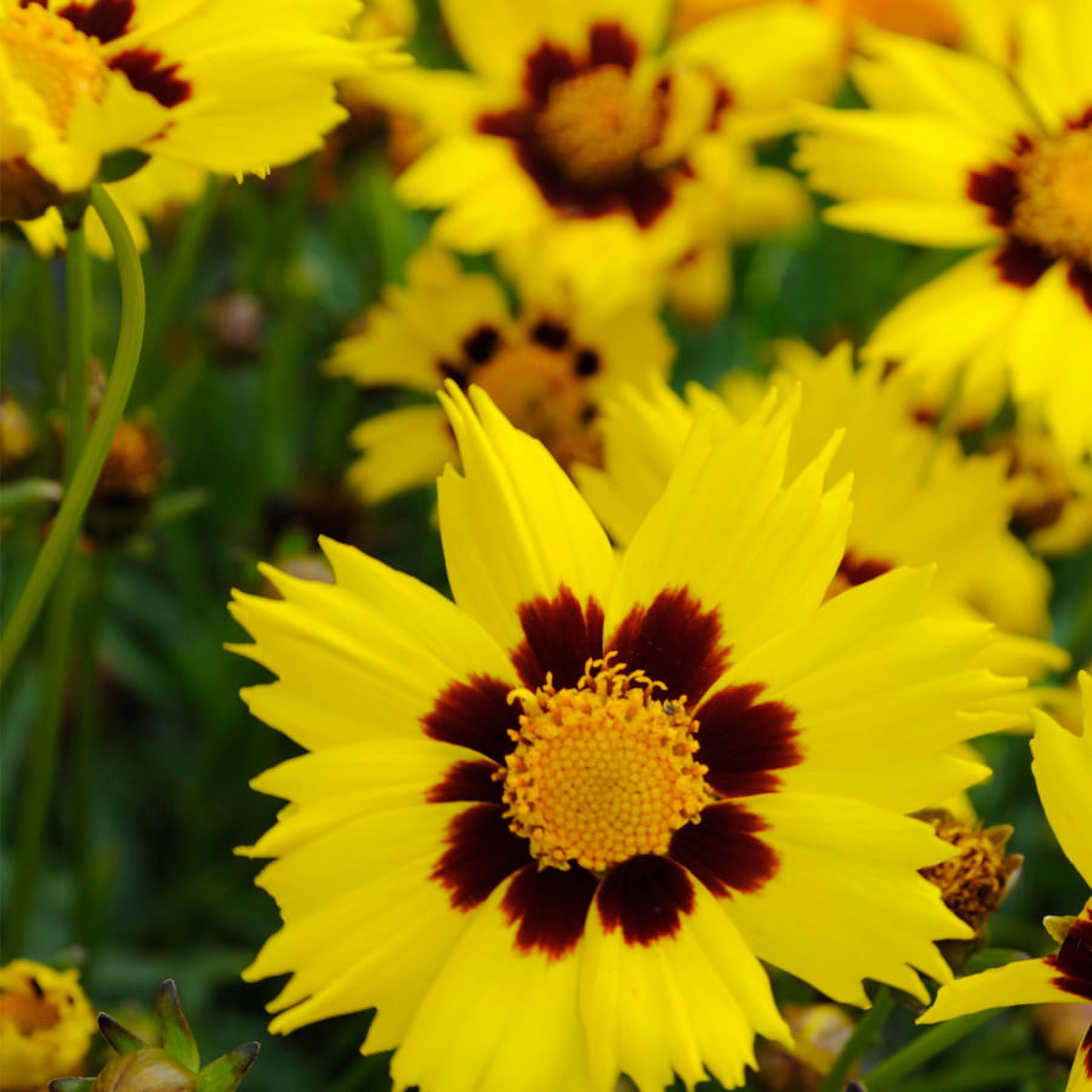 Baby Sun Coreopsis Grandiflora - Very Hardy - Live Plant - Quart Pot ...