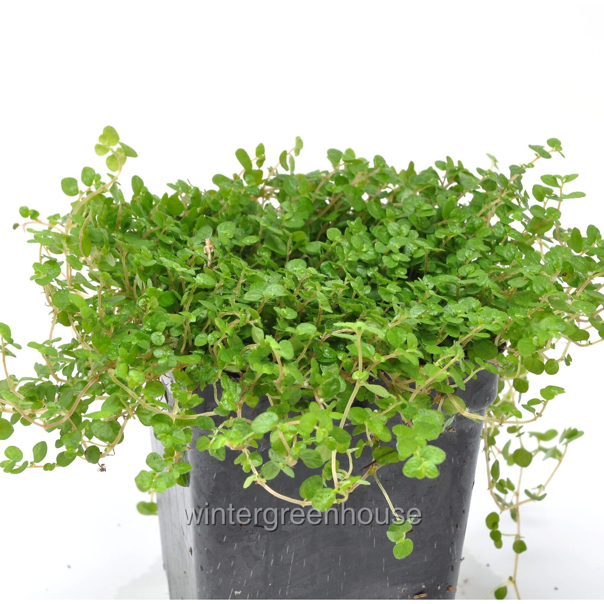 Live Real Indoor Houseplants - Baby Tears, Green, Soleirolia Soleirolii ...