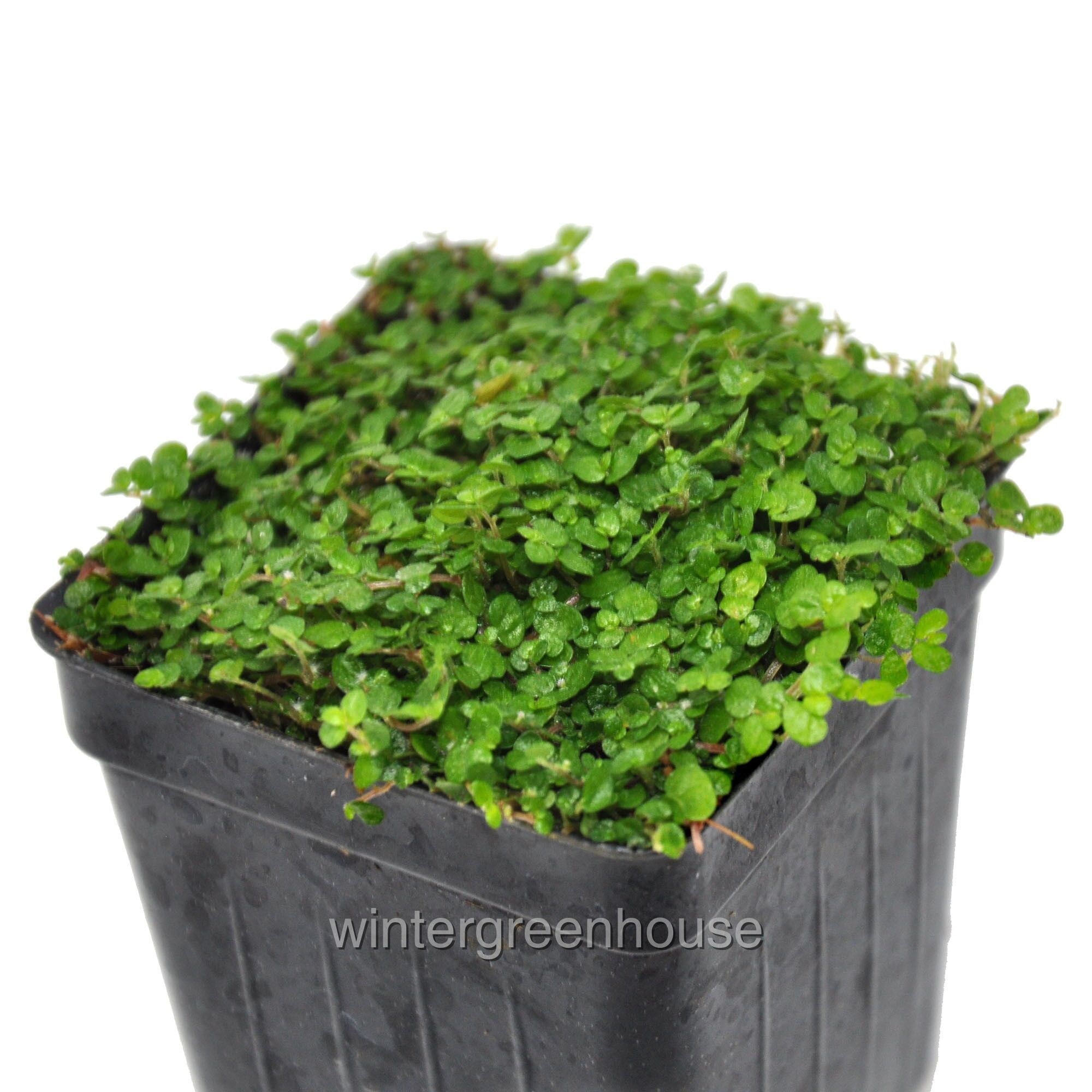 Baby Tears, Green, Soleirolia Soleirolii - Pot Size: 3" (2.6x3.5 ...