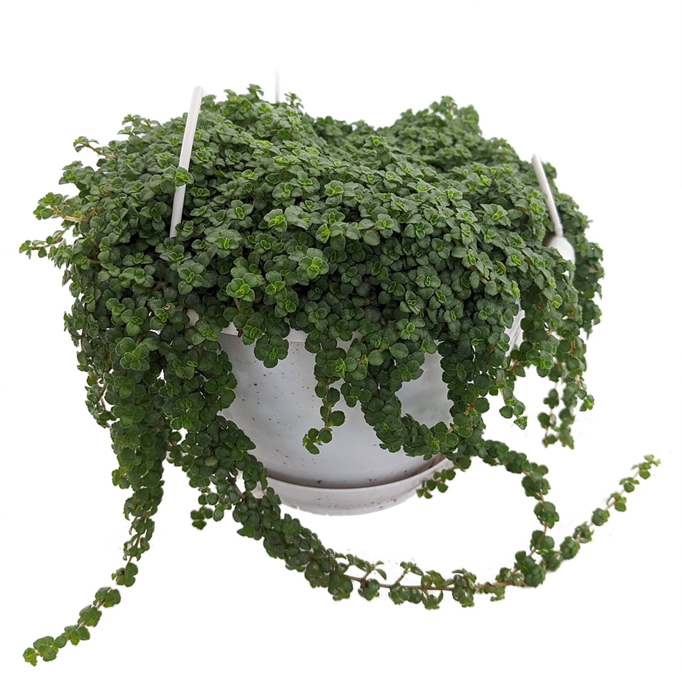 Baby Tears/Tiny Tears/Jobes Tears - Pilea depressa - 6" Hanging Basket ...
