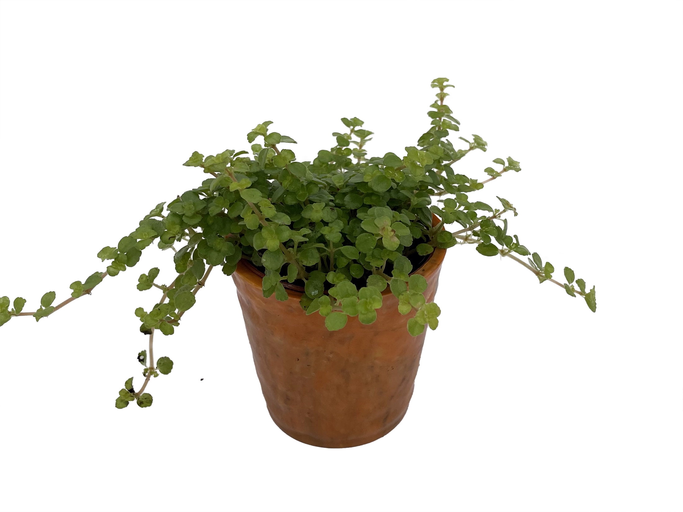 Baby Tears/Tiny Tears - Pilea depressa in 2.5" Orange Recycled Plastic ...