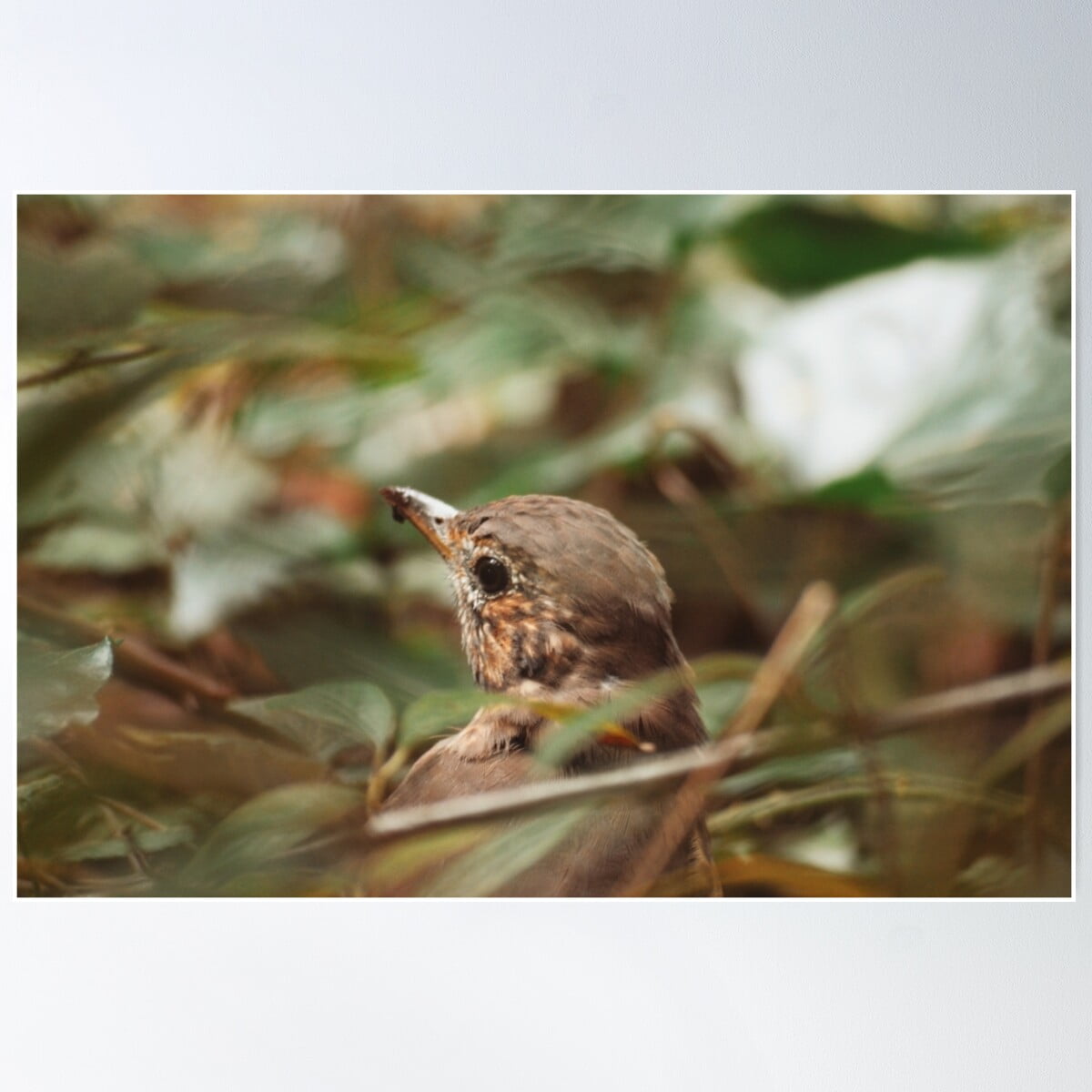 Baby Thrush Poster Wall Art, Modern Wall Decor For Living Room Bedroom ...