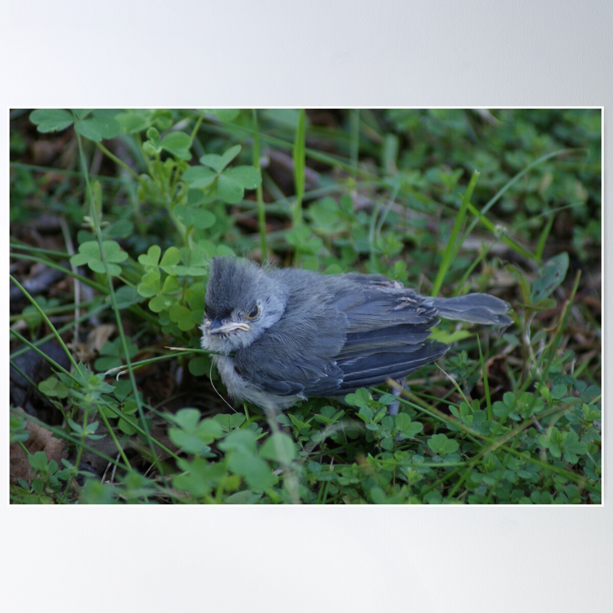 Baby Titmouse Poster Wall Art, Modern Wall Decor For Living Room ...