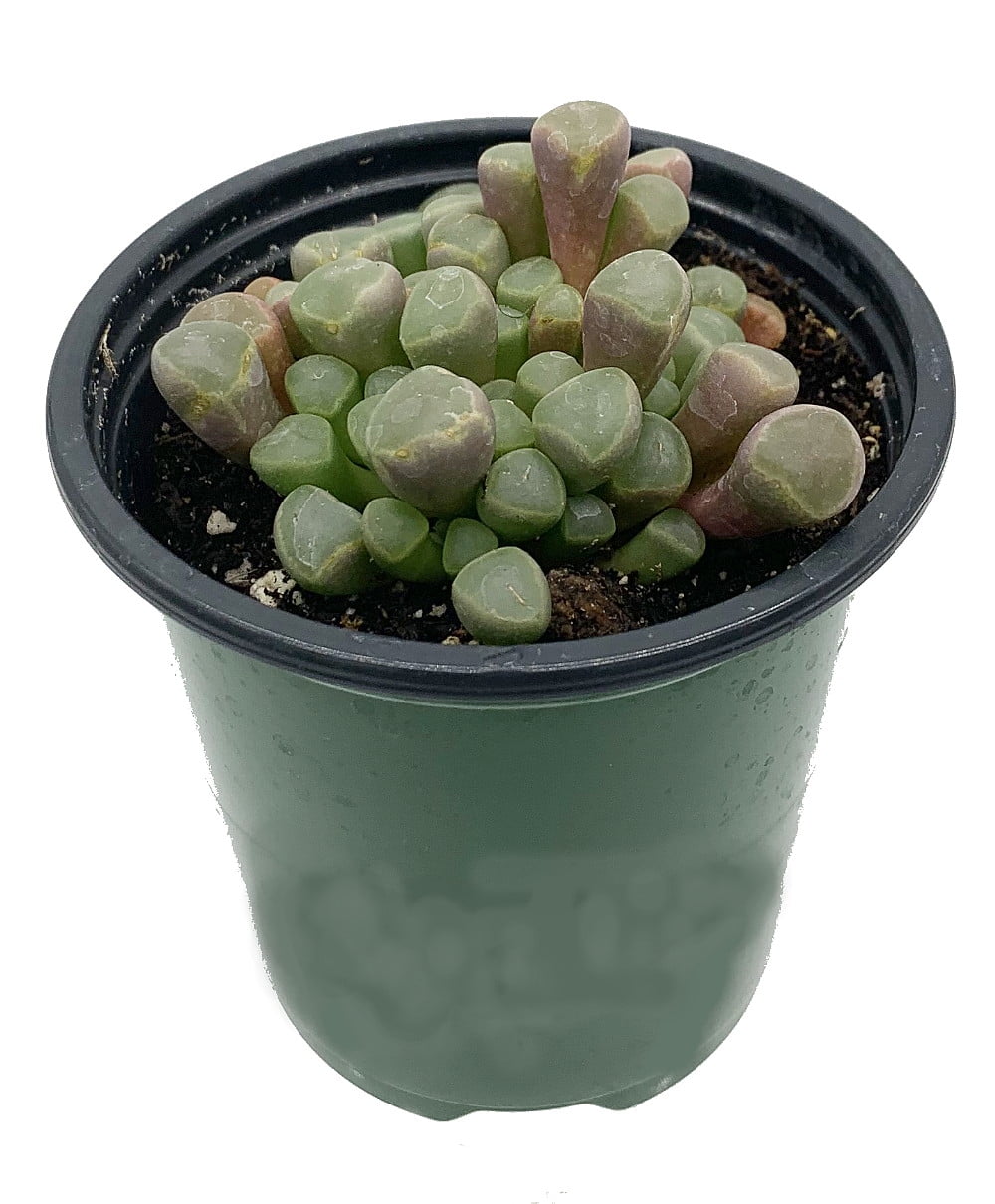Baby Toes Plant - Rare Succulent - Fenestria aurantiaca - 2.5" Pot ...