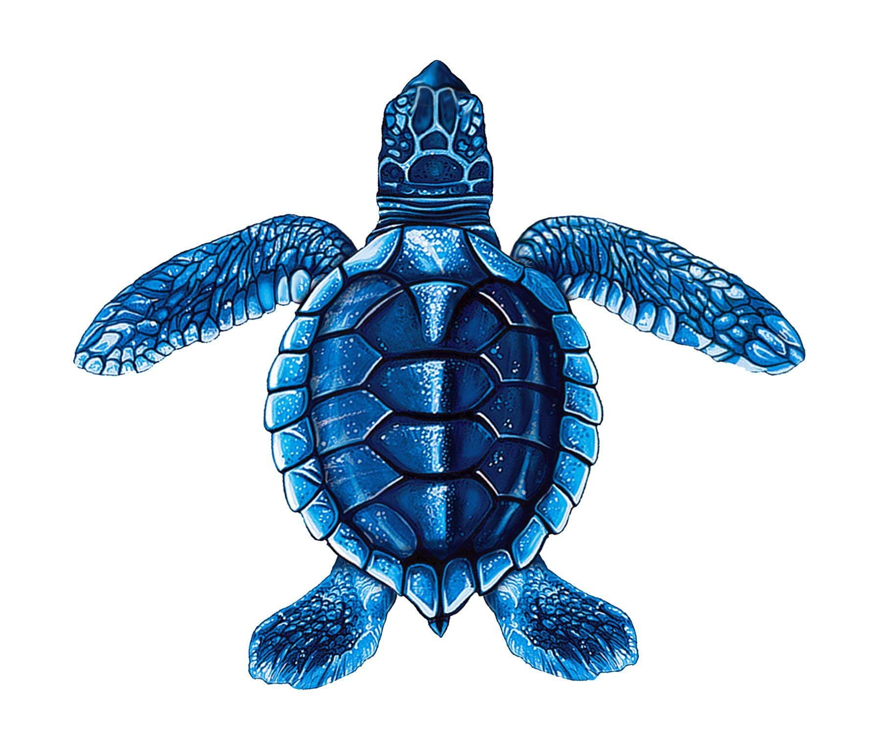 Baby Turtle Porcelain Style C Swimming Pool Mosaic Style C - 5" x 5 ...