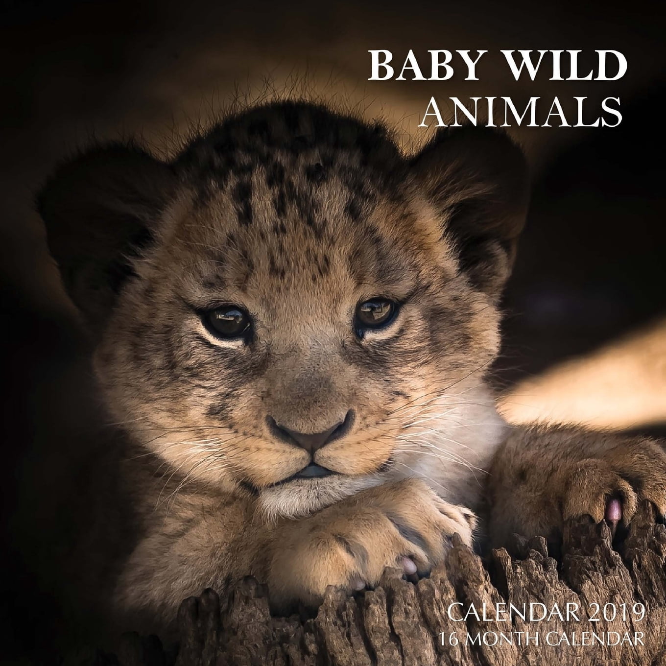 Baby Wild Animals Calendar 2019: 16 Month Calendar - Walmart.com