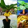 Baby dwarf banana bonsai banana plant fresh bonsai seeds rare banana ...