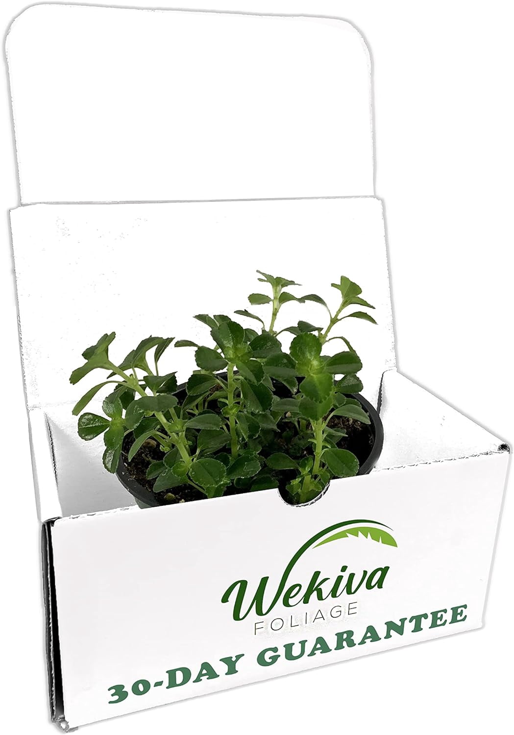 Baby's Tears Plant - Live Plant in a 4 Inch Pot - Soleirolia Helxine ...