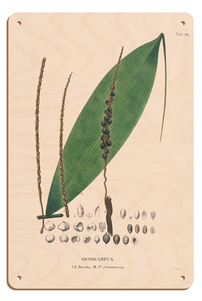 Bacaba Palm Tree Leaf (Oenocarpus Bacaba) - Vintage Botanical ...