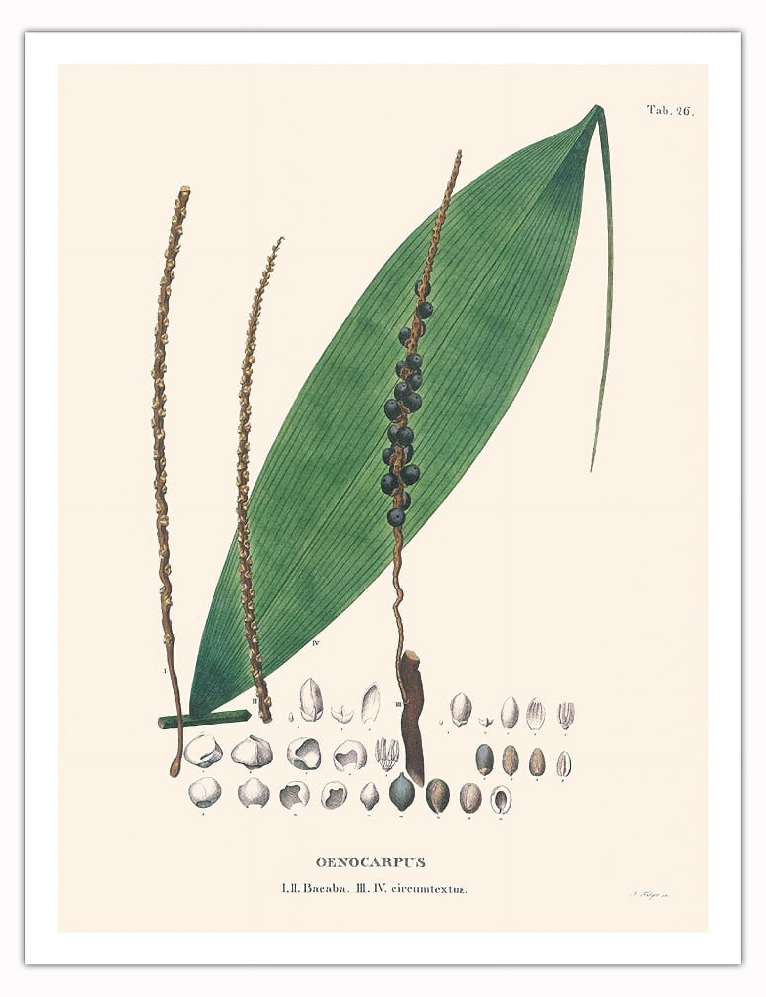 Bacaba Palm Tree Leaf (Oenocarpus Bacaba) - Vintage Botanical ...
