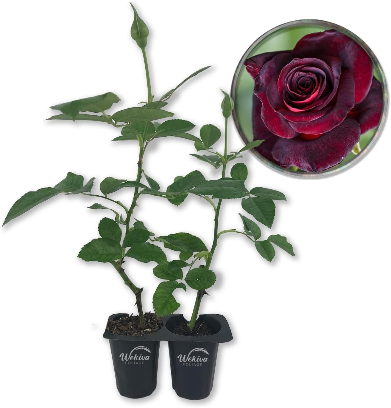 Baccara Rose Bush - 2 Live Starter Plants in 2 Inch Pots - Beautifully ...