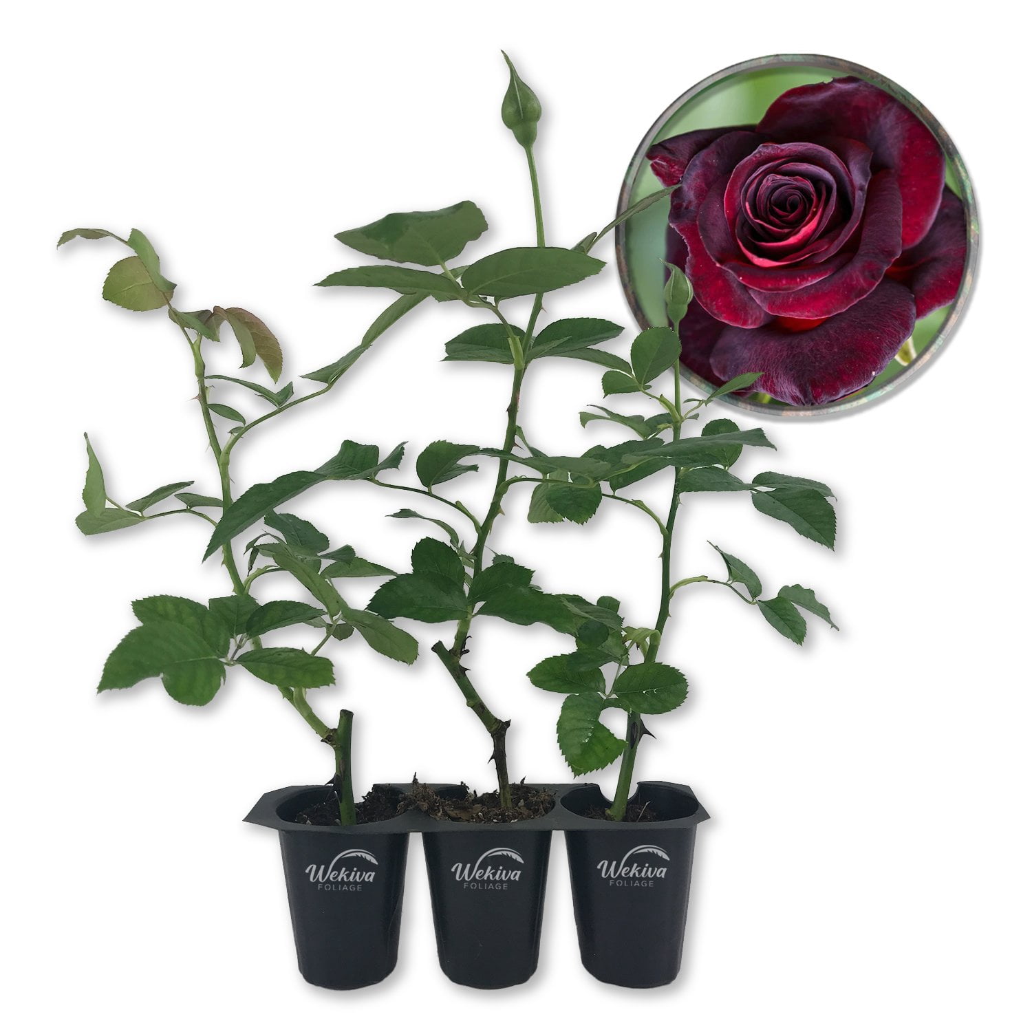 Baccara Rose Bush - 3 Live Starter Plants in 2 Inch Pots - Beautifully ...