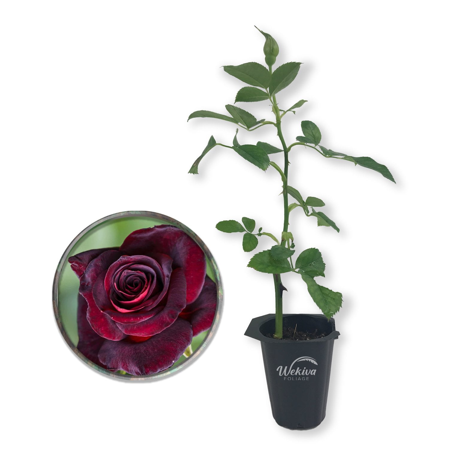 Baccara Rose Bush - Live Starter Plant in a 2 Inch Pot - Beautifully ...