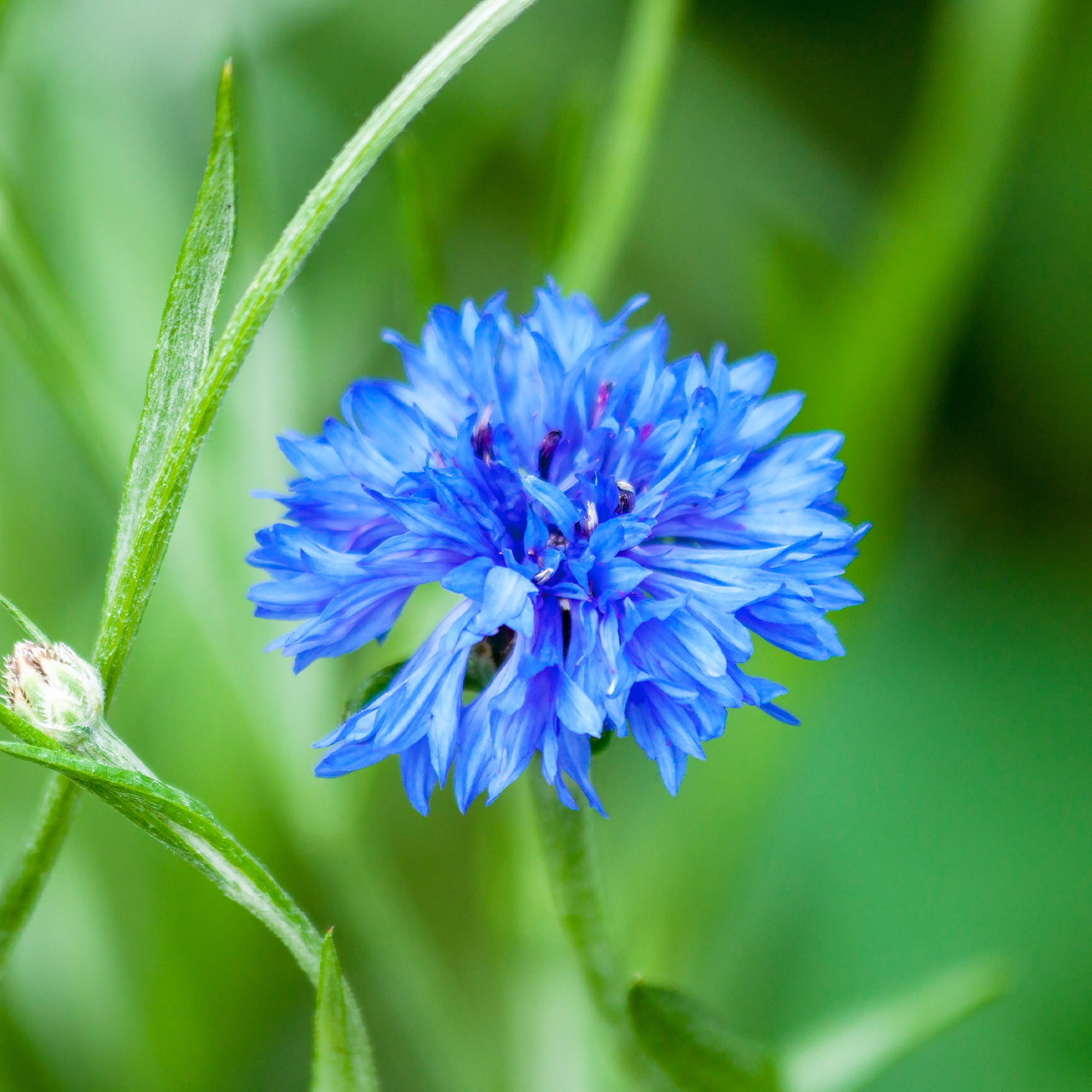 Bachelor Button Flower Seed - 4 Oz Bulk ~22,400 Seeds - Annual Flower ...