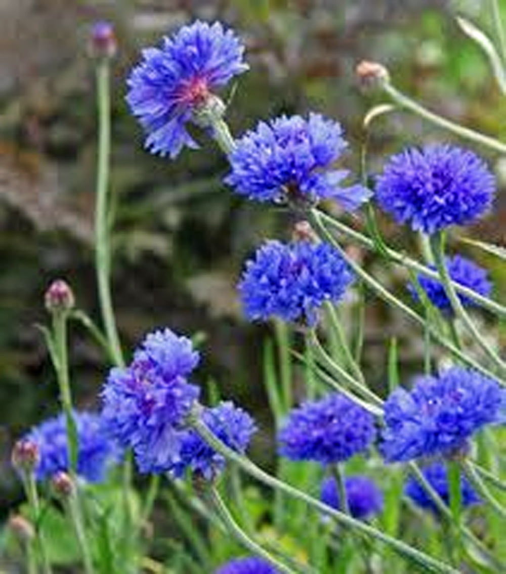 Bachelor Button, Tall Blue Seeds, 100 Seeds, Beautiful Bright Blue ...
