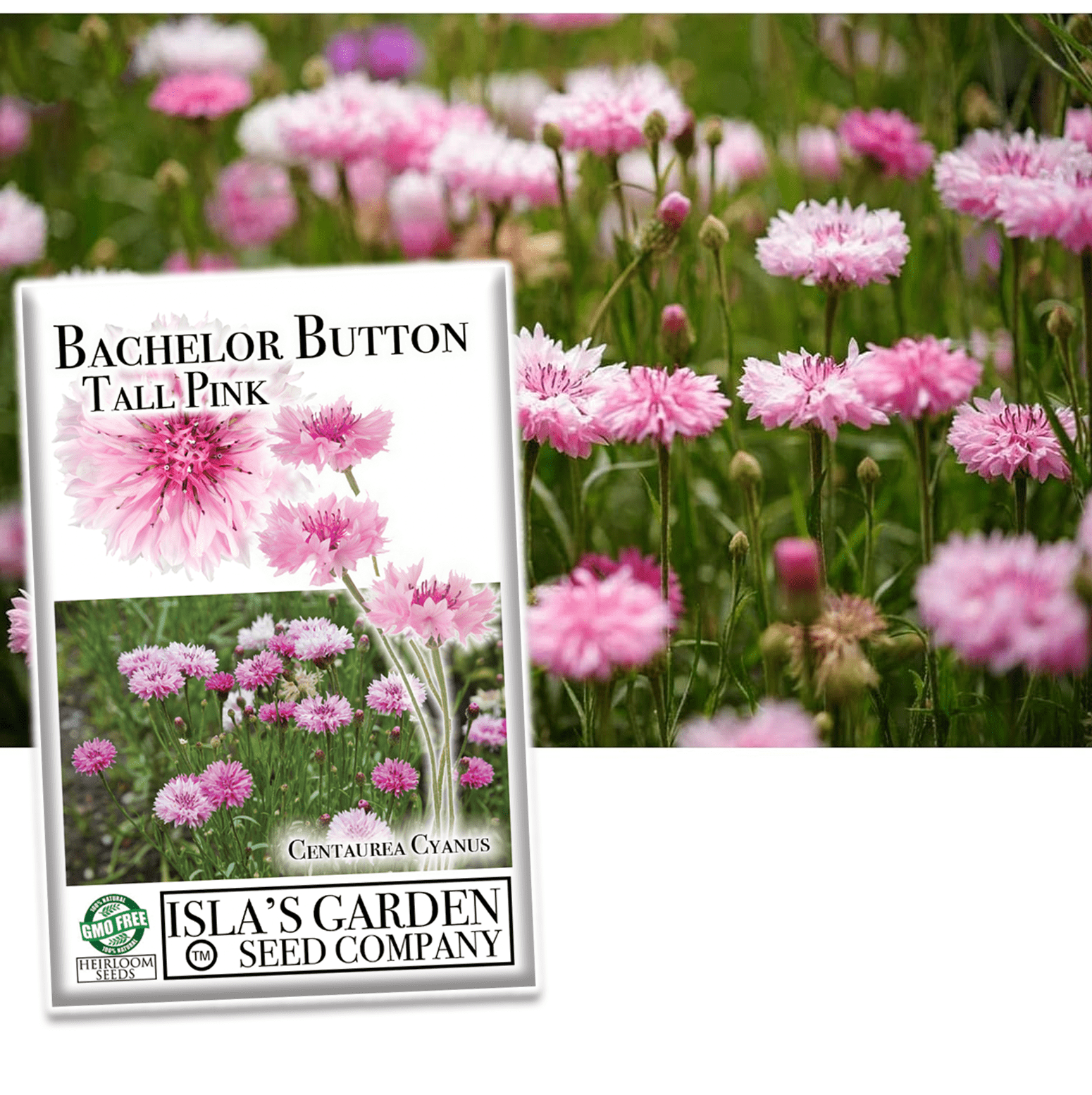 Bachelor Button Tall Pink Cornflower Flower Seeds, 300+ Seeds Per ...