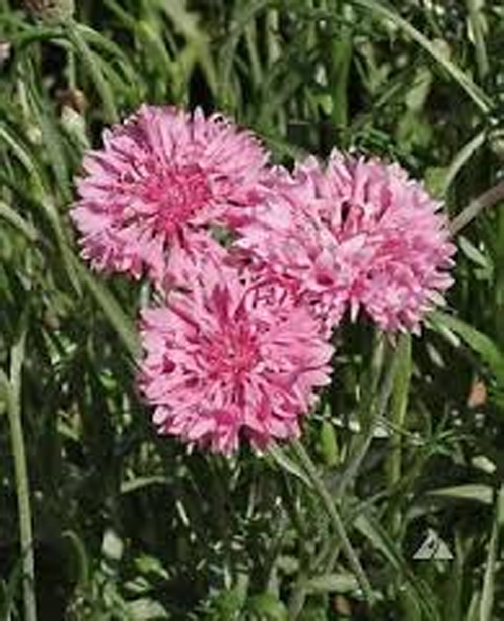 Bachelor Button, Tall Pink Seeds, 200 Seeds, Beautiful Bright Pink ...