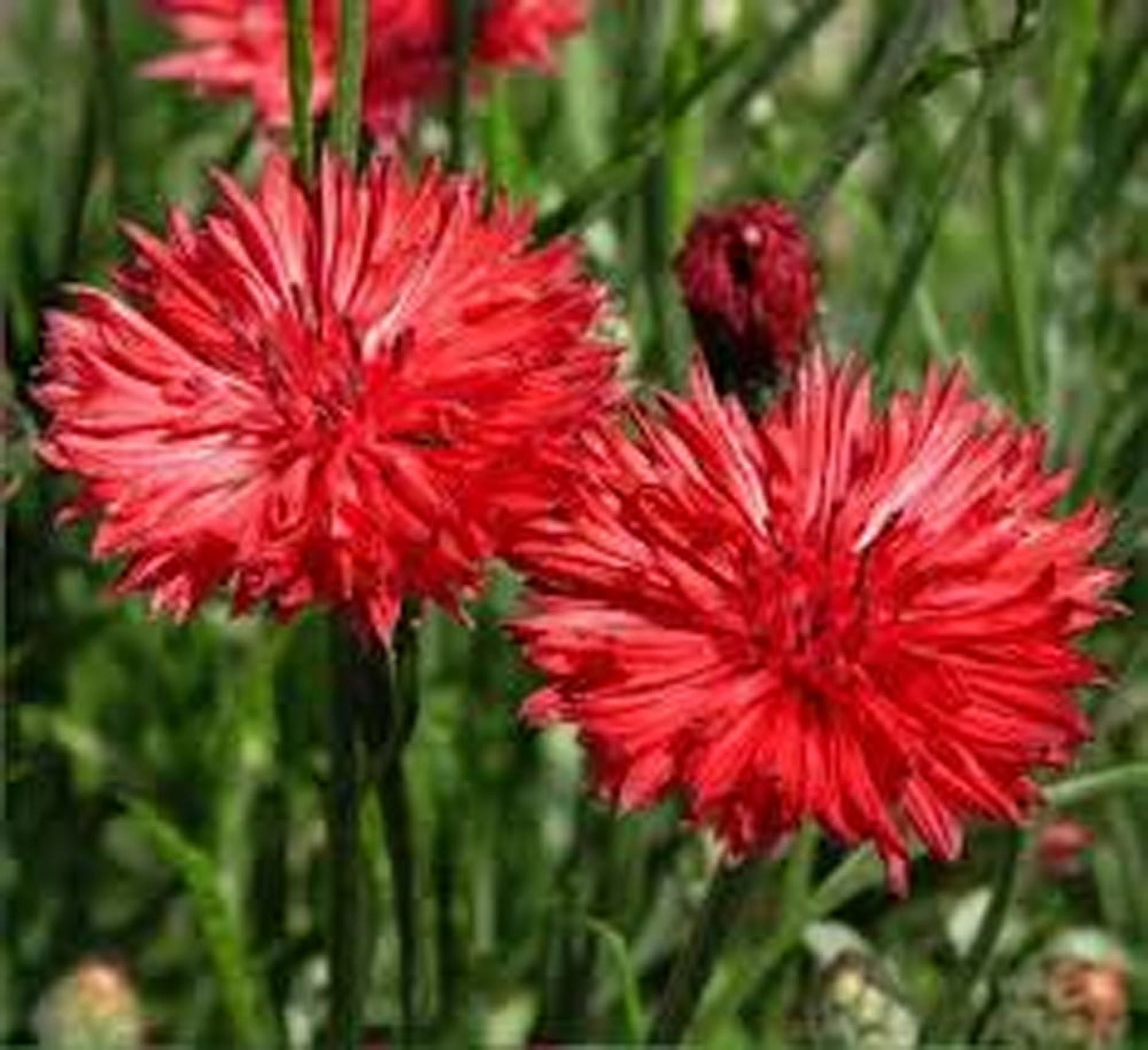 Bachelor Button, Tall Red Seeds, 200 Seeds, Beautiful Bright Red ...