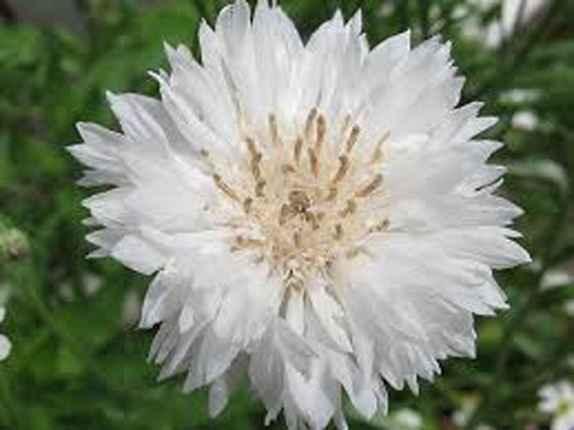 Bachelor Button, Tall White Seeds, 100 Seeds, Beautiful White Colored ...