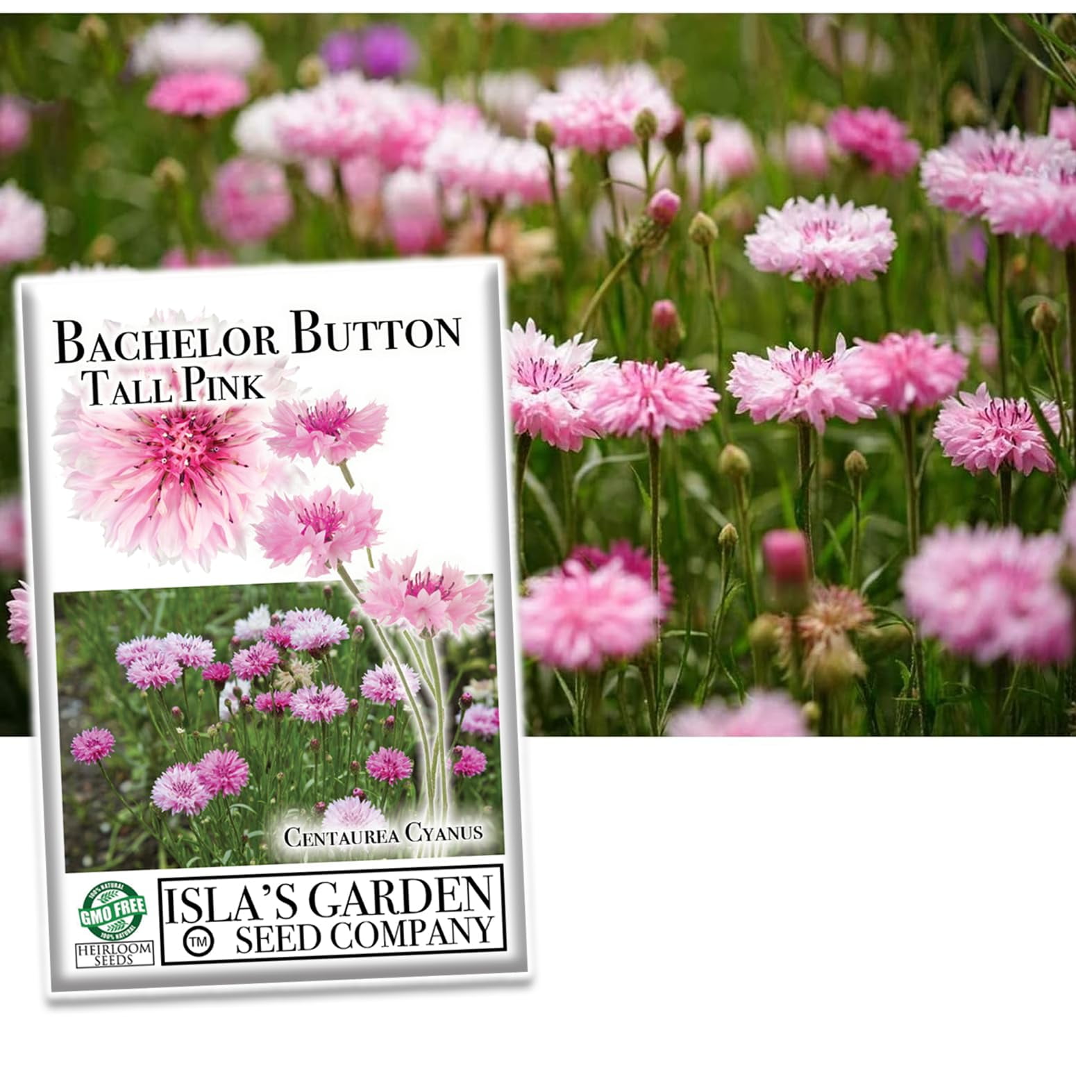 Bachelor Button TallITSC Pink Cornflower Flower Seeds, 300+ Seeds Per ...