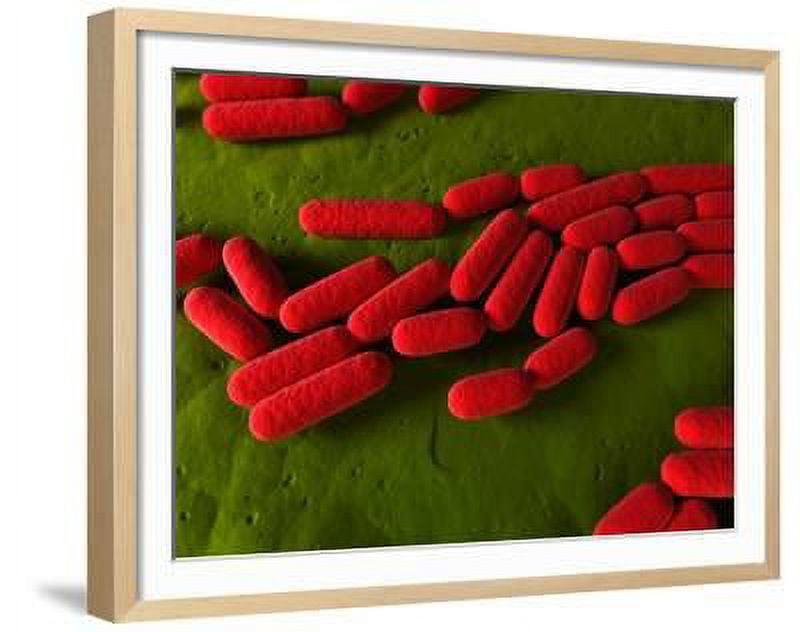 Bacillus Subtilis Bacteria, Artwork, Framed Art Print Wall Art by ...