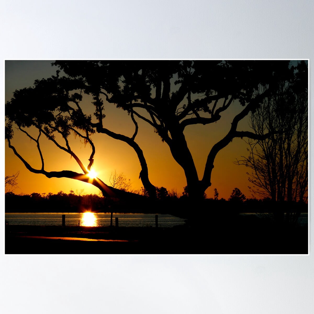 Back Bay Live Oak Sunset Poster Wall Art, Modern Wall Decor For Living ...