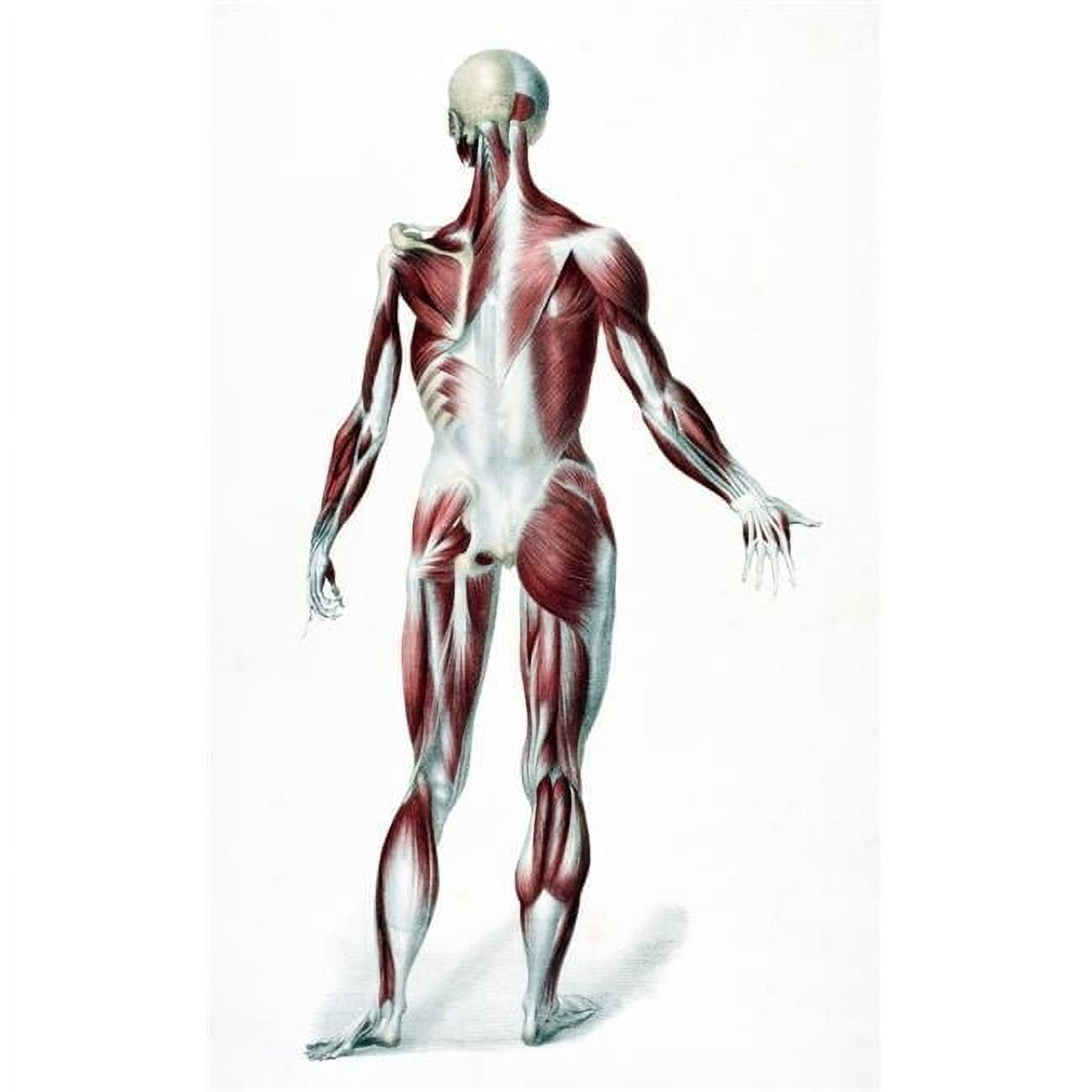 Back of the Male Human Body Showing Muscles Sinews & Bones From the ...
