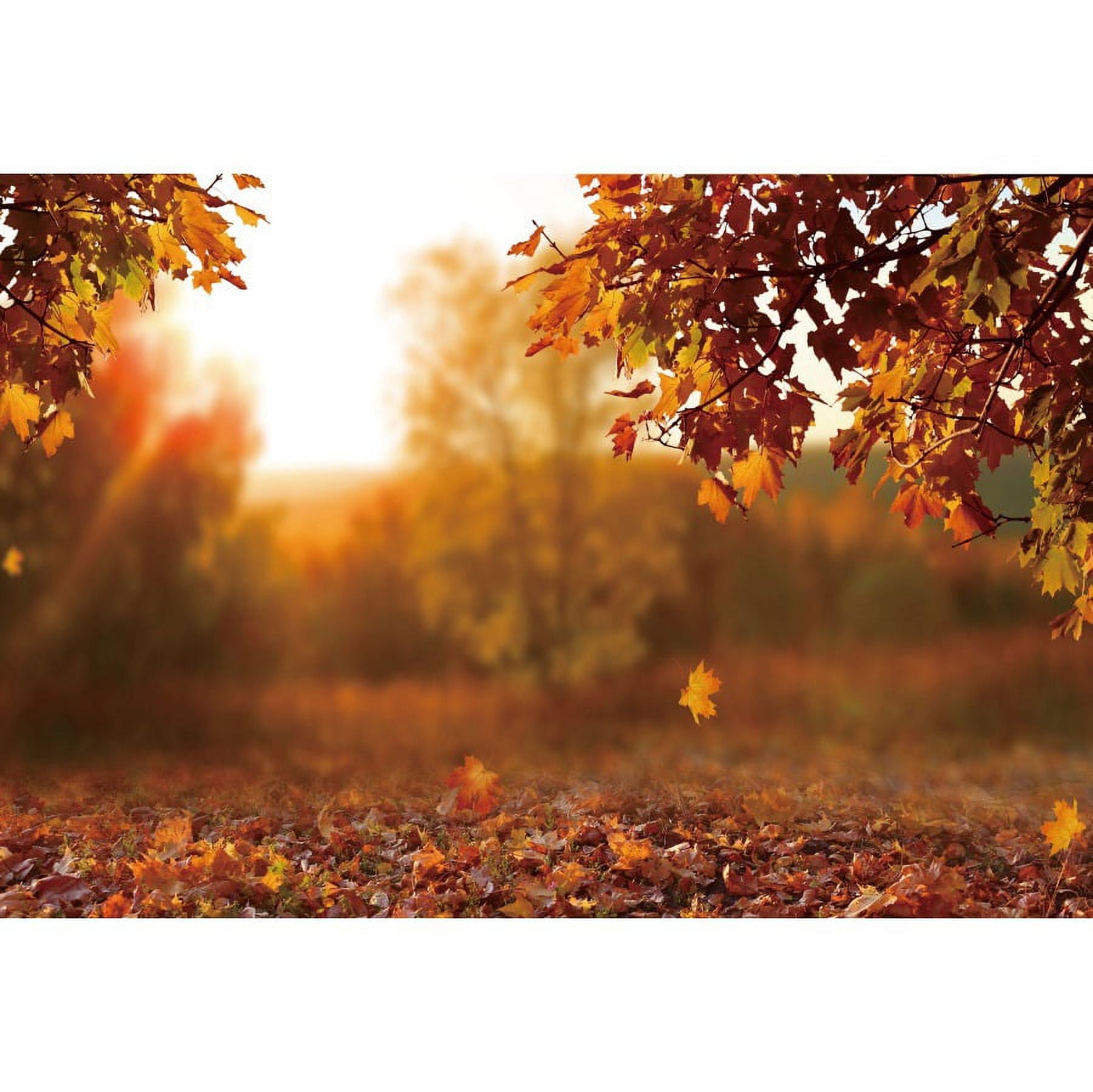 Backdrop Photo Birthday Portrait Baby Sunshine Bokeh Light Maples ...