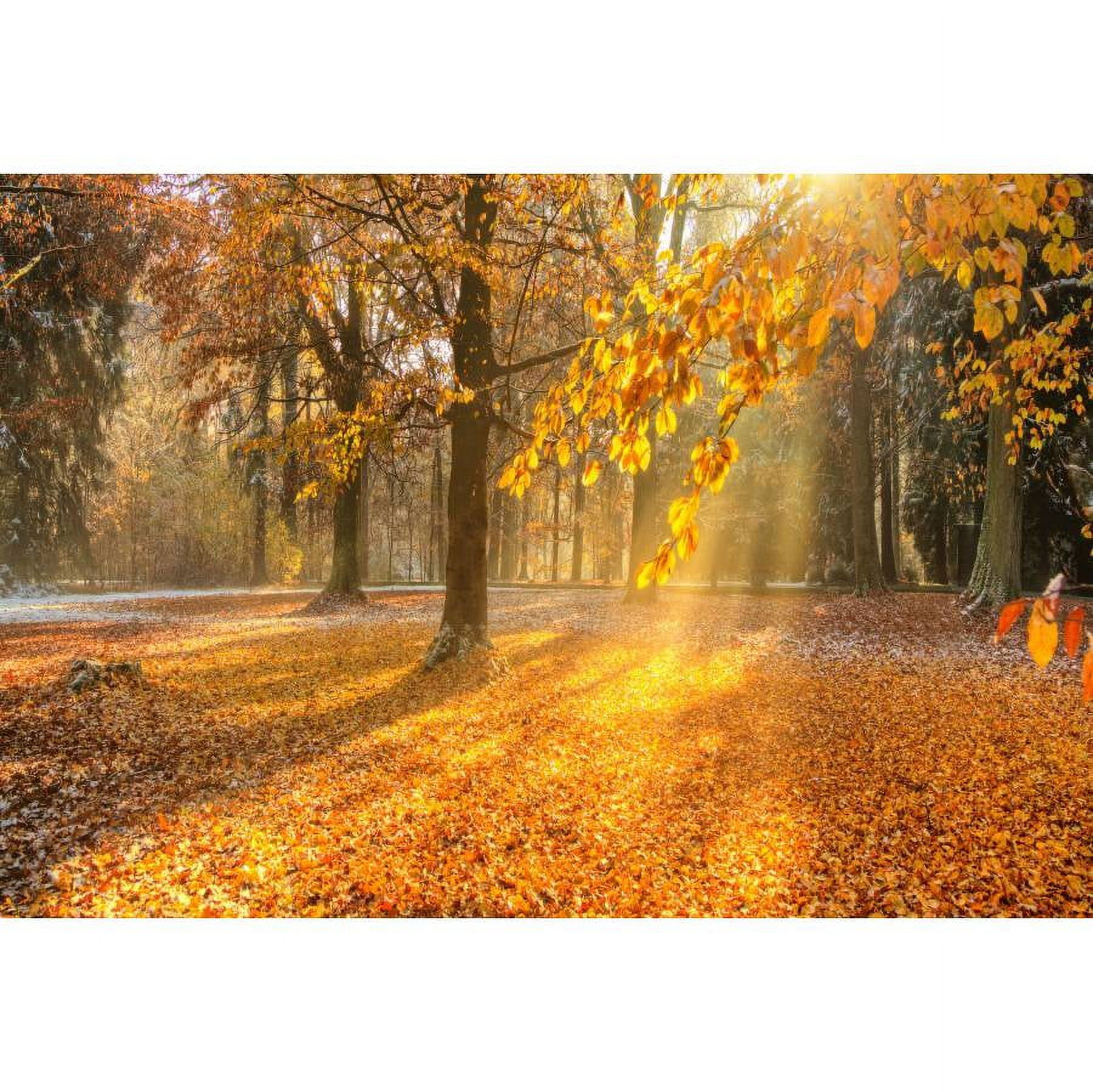 Backdrop Photo Birthday Portrait Baby Sunshine Bokeh Light Maples ...