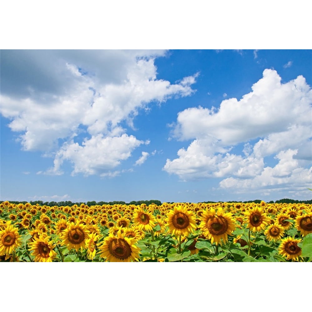 Backdrop Photography Party Birthday Baby Newborn Sky Floral Yellow ...