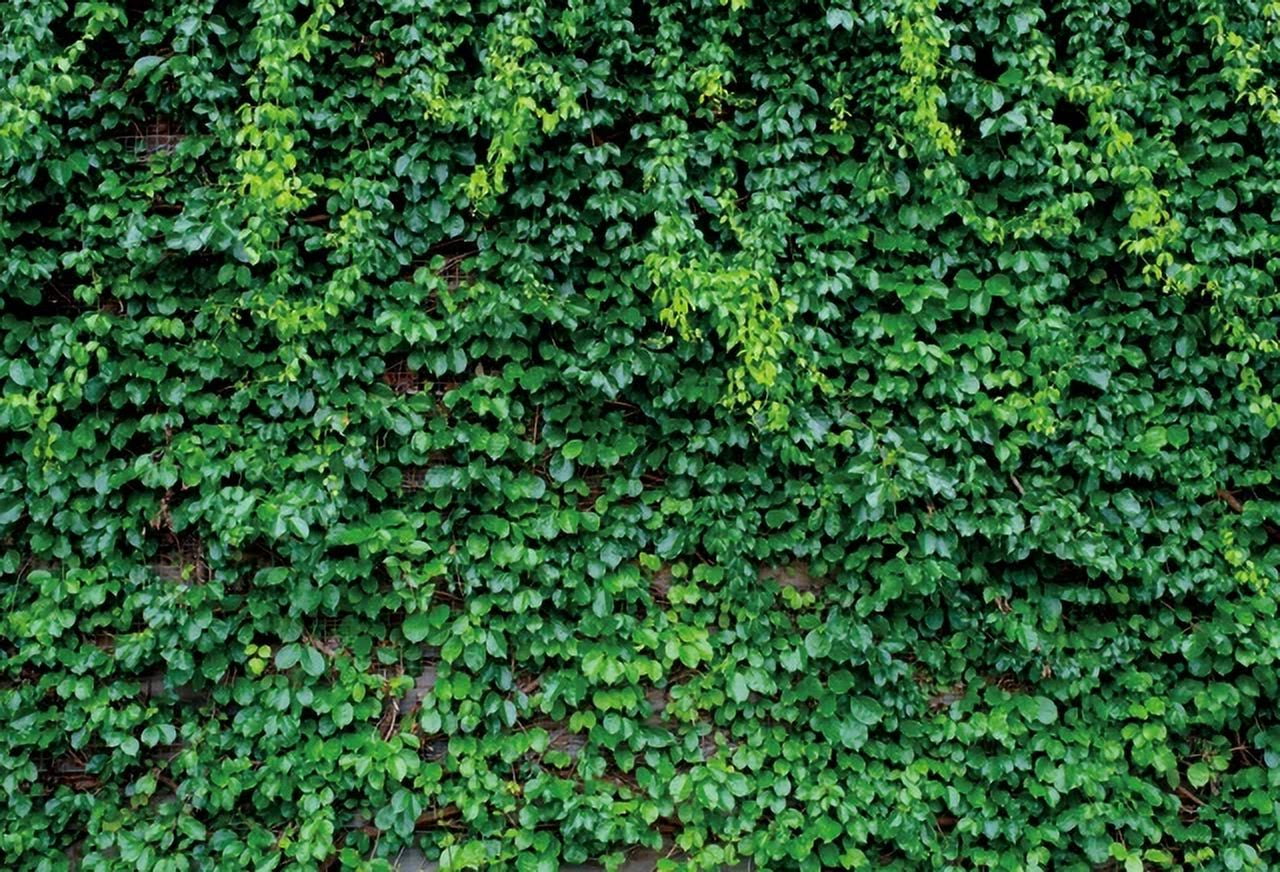 Backdrops Photographic Photocall Backgrounds Photography Portrait Love ...