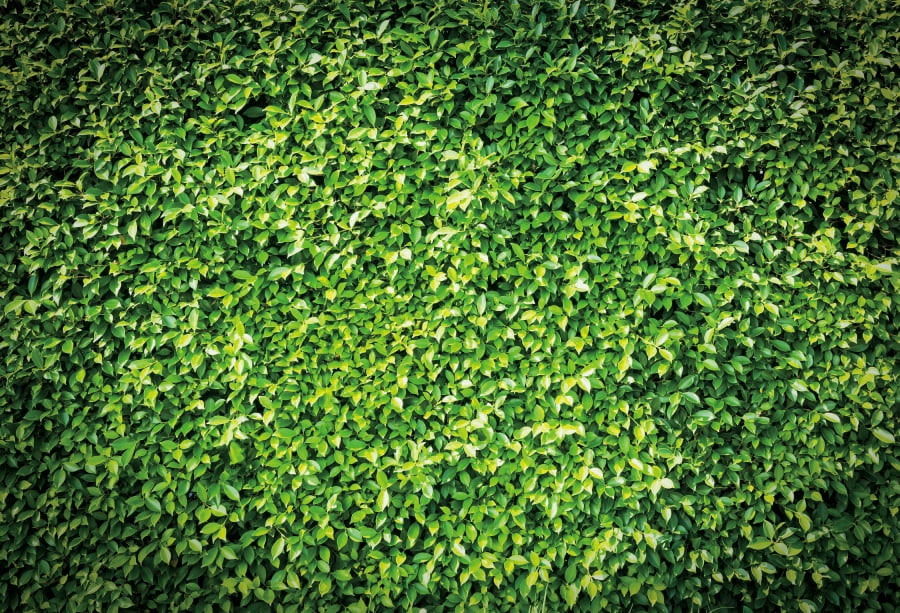 Backdrops Photographic Photocall Backgrounds Photography Portrait Love ...