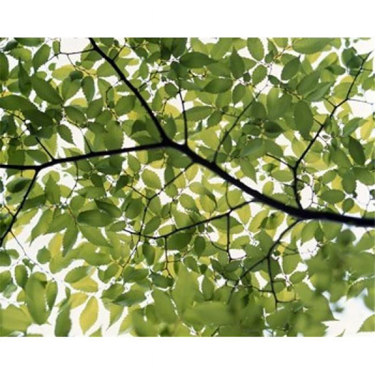 Backlit Green Tree Branch Poster Print - 36 x 29 - Walmart.com