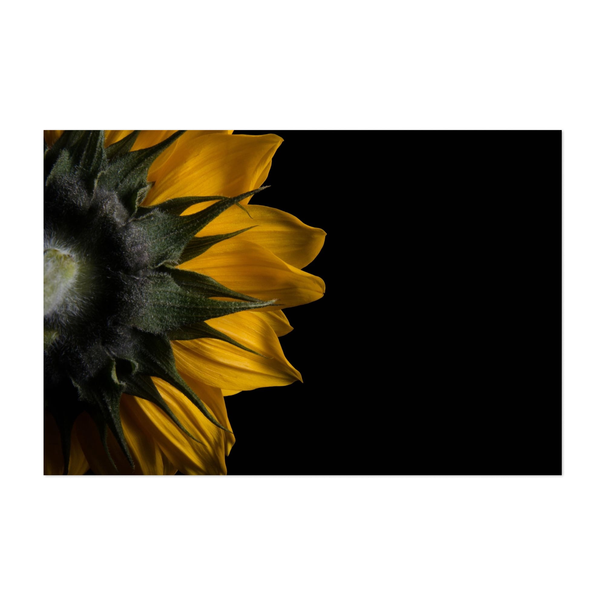 Backside of Sunflower: Nature Photograph - Photography Floral Flowers ...