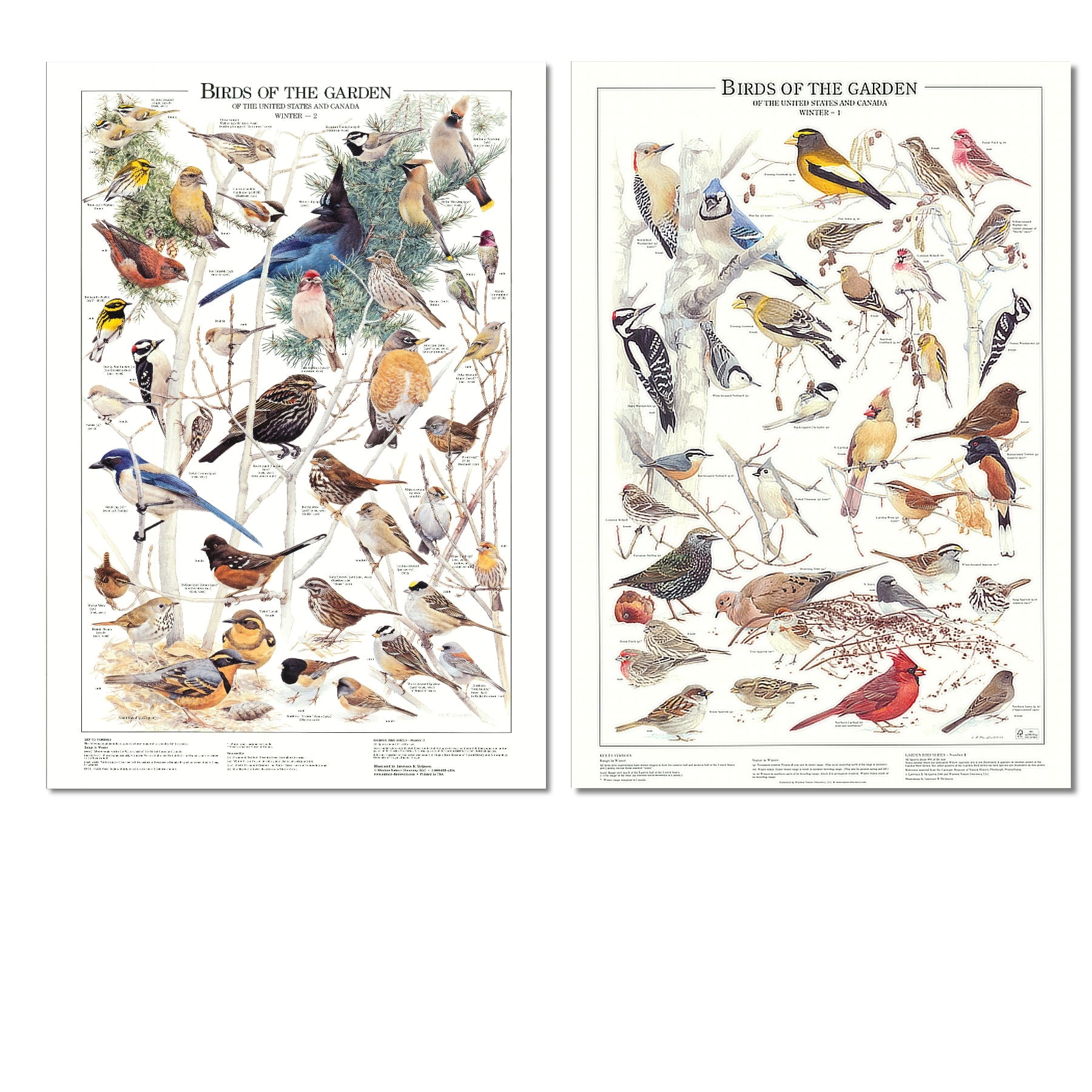Backyard Bird Chart and Poster Set. Summer and Western Winter Garden ...