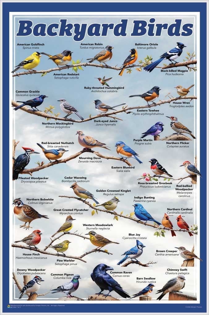 Backyard Birds Educational Poster - 11.5 x 17.5 inches Laminated ...