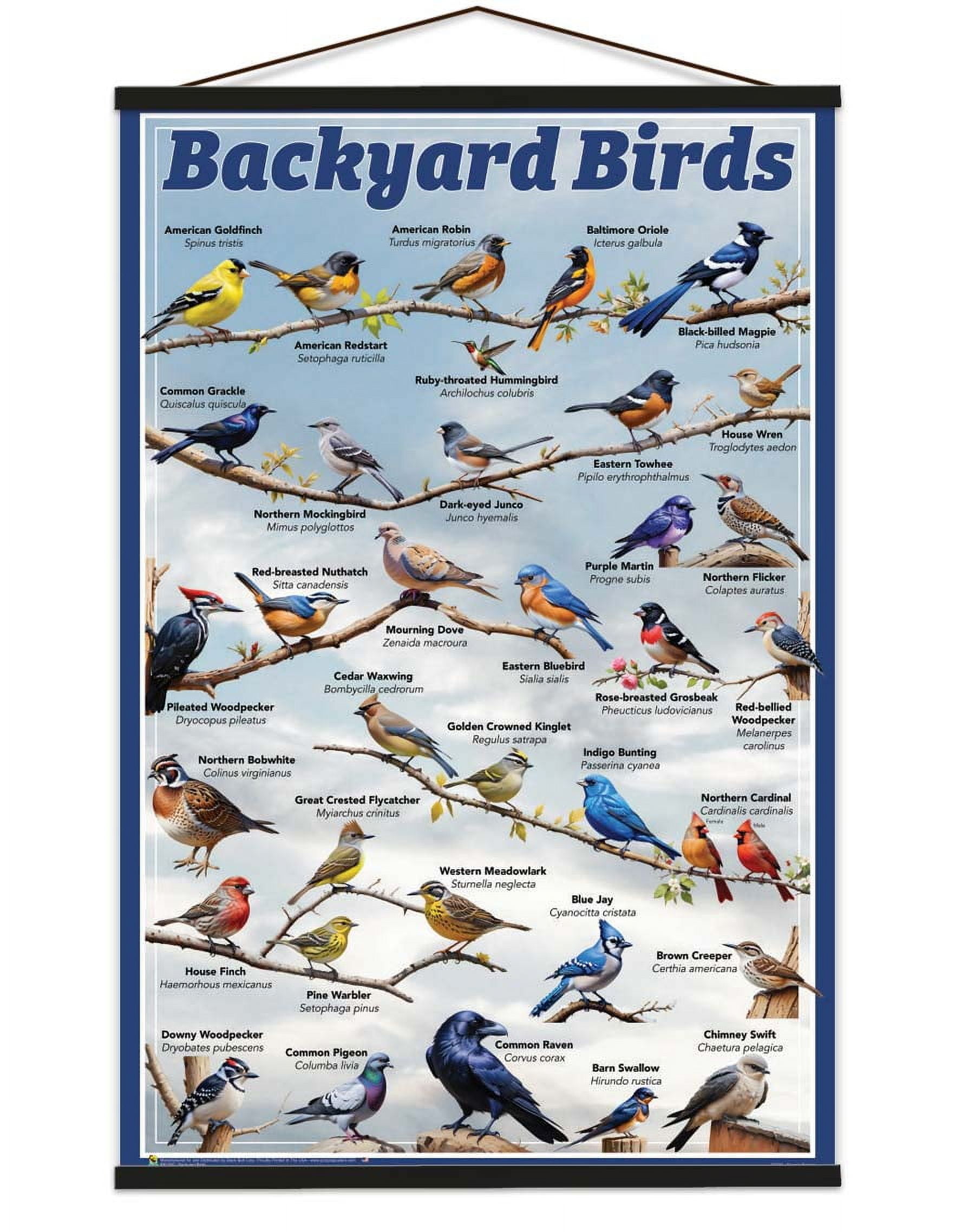 Backyard Birds Educational Poster - 24" x 36" with Poster Hanger Black ...
