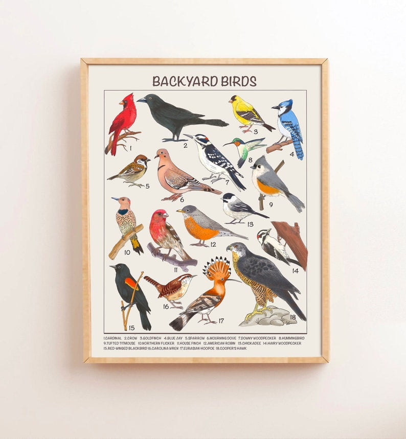 Backyard Birds Educational Posters Montessori Nursery Preschool ...